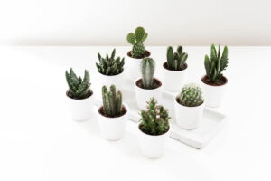 Cacti in Modern Interiors, 55 Ideas for Room Decorating with Desert Plants