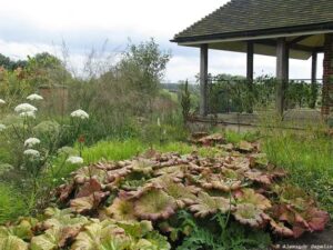 Summer Planning Creates Spectacular Fall Garden Designs and Brightens ...