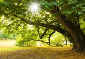Eco Friendly Garden Design Ideas Celebrating Splendid Natural Beauty