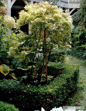 Perfect Tree Rings, 50 Bright Landscaping Ideas for Your Grounds