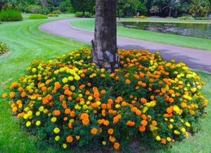 Perfect Tree Rings, 50 Bright Landscaping Ideas for Your Grounds