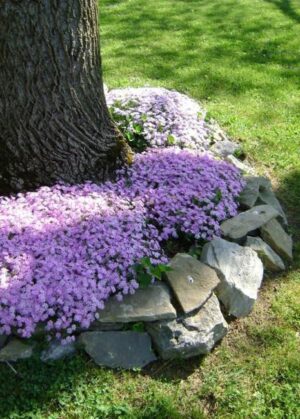 Perfect Tree Rings, 50 Bright Landscaping Ideas for Your Grounds