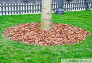 Perfect Tree Rings, 50 Bright Landscaping Ideas for Your Grounds