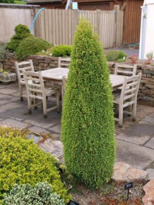 Perfect Tree Rings, 50 Bright Landscaping Ideas for Your Grounds